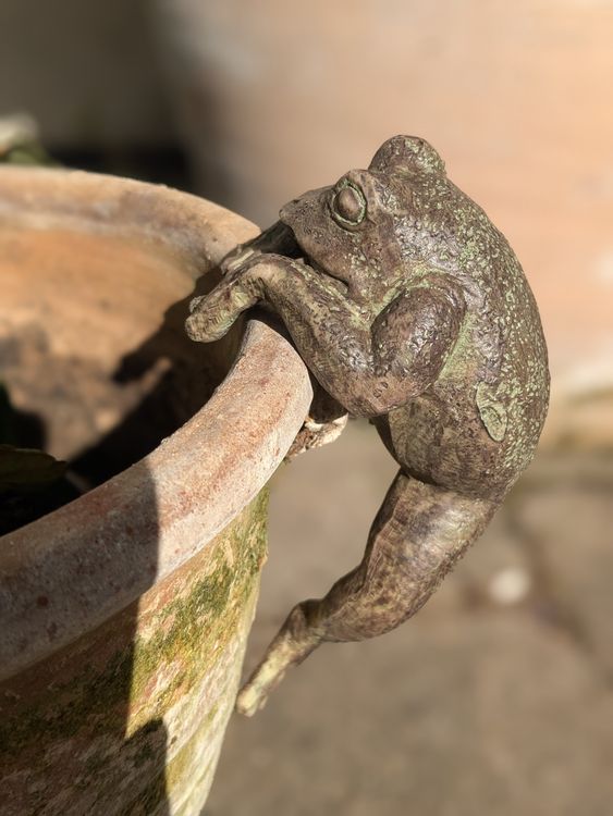Buy Frog Plant Pot Hanger only £3.99